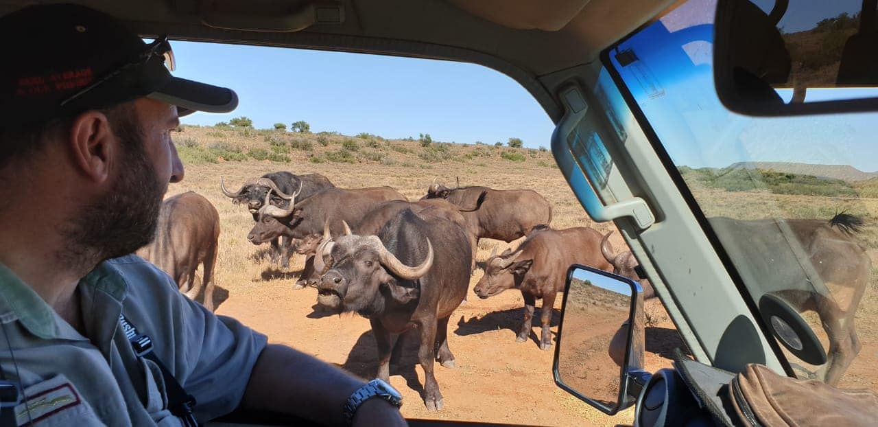 Mega Springbuck - Hunting, Breeding, Culling South Africa