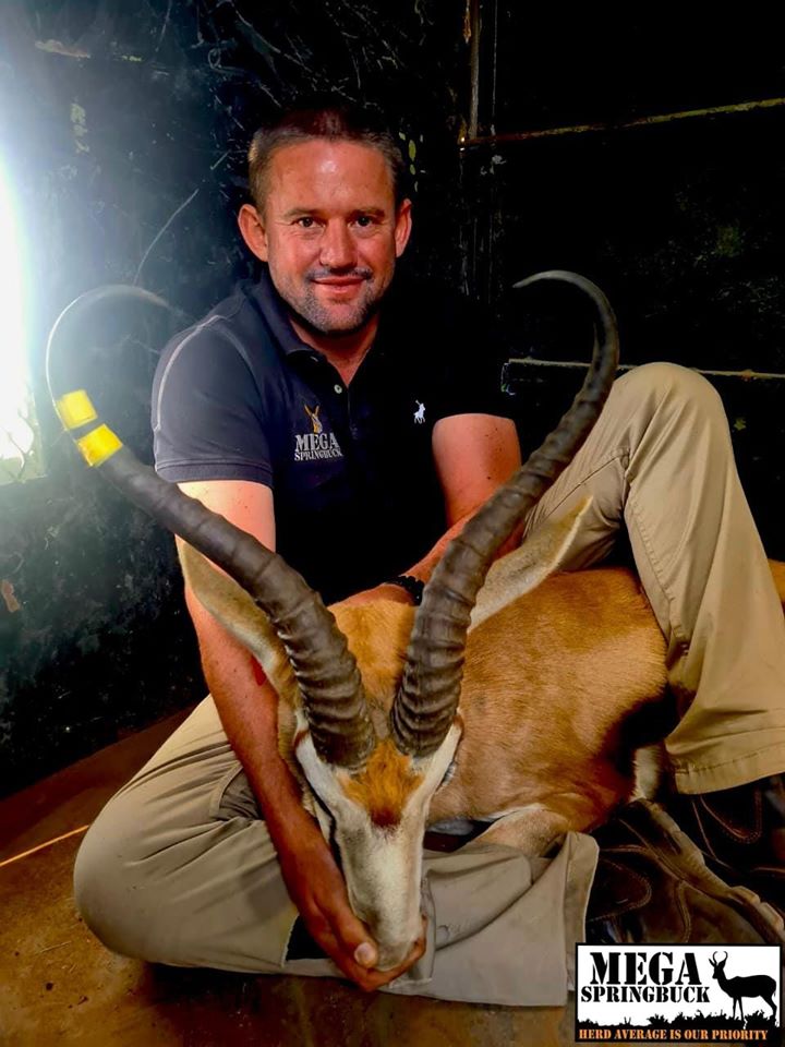 Mega Springbuck - Hunting, Breeding, Culling South Africa