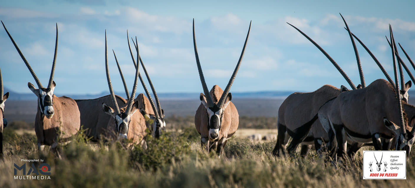 Mega Springbuck - Hunting, Breeding, Culling South Africa