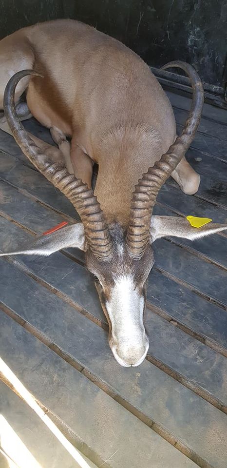 Mega Springbuck - Hunting, Breeding, Culling South Africa