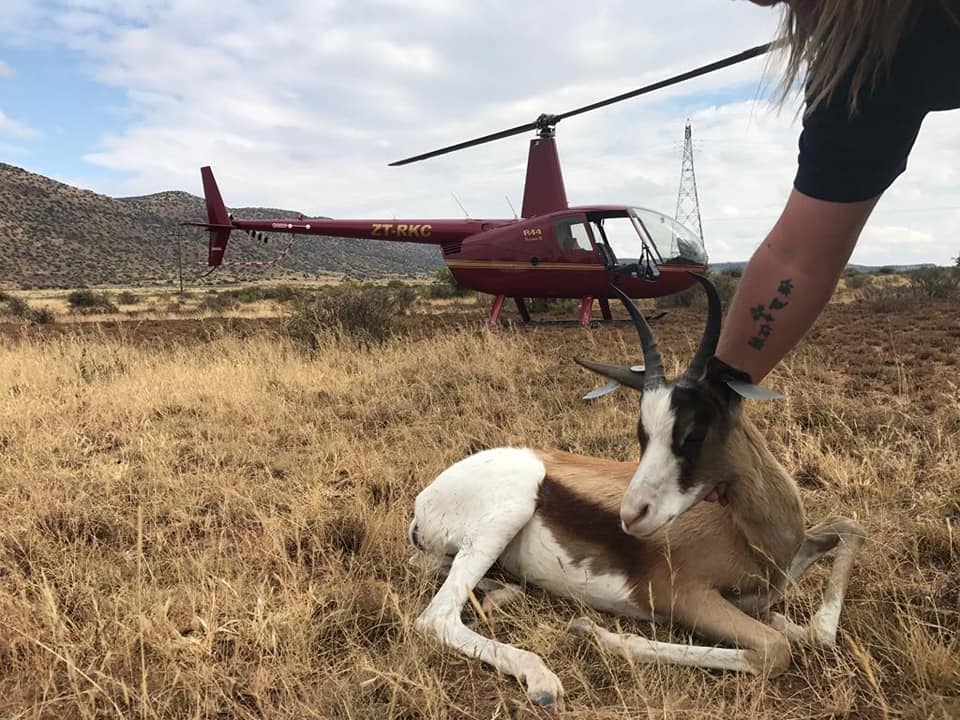 Mega Springbuck - Hunting, Breeding, Culling South Africa