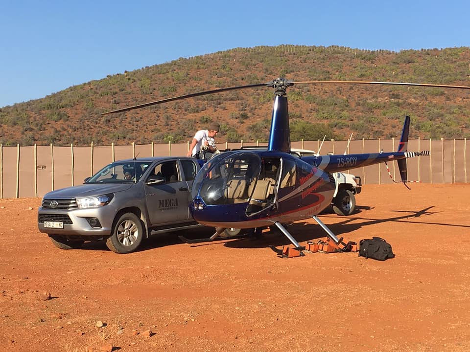 Mega Springbuck - Hunting, Breeding, Culling South Africa