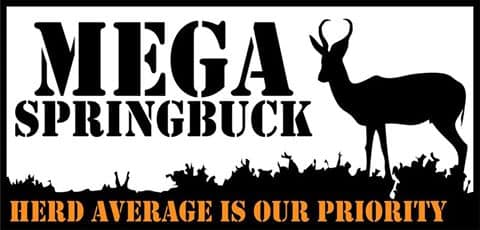 Mega Springbuck - Luxury accomodation in the karoo