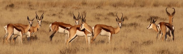 Mega Springbuck - Game breeding at Mega Springbuck