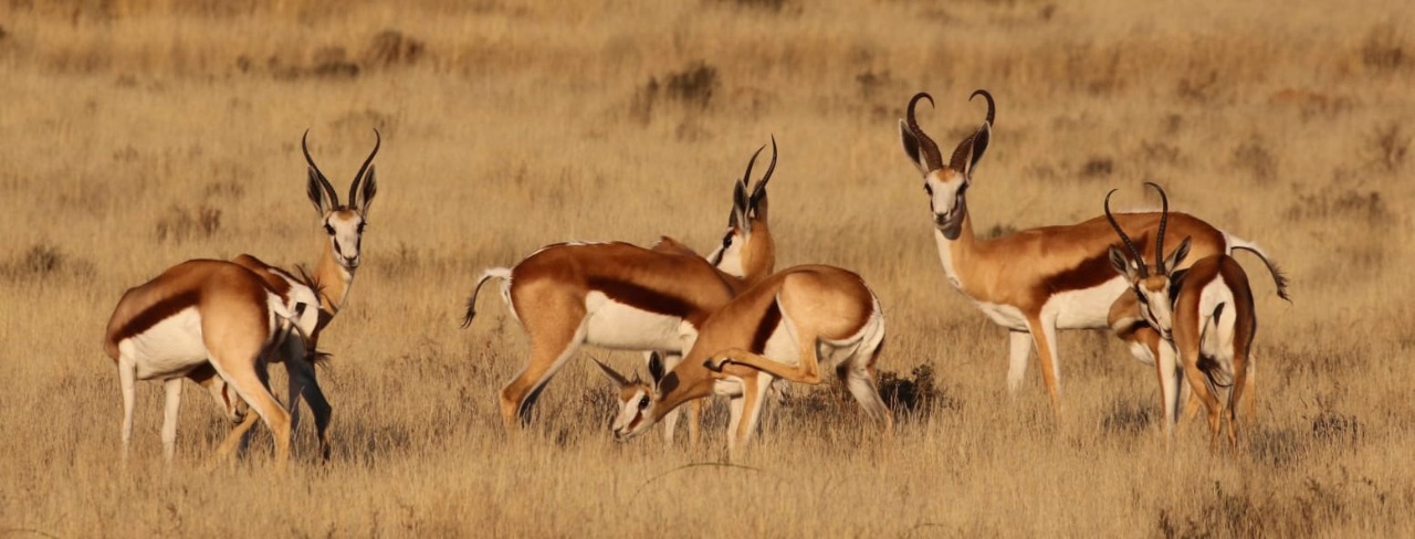 Mega Springbuck - Game breeding at Mega Springbuck
